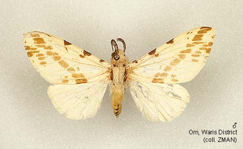 Papua Insects Foundation (Lepidoptera/Erebidae/Arctiinae/Lemyra ...